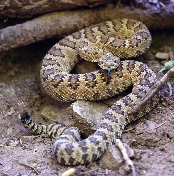 Outdoor notebook: Utah officials making rattlesnake safety reminders ...