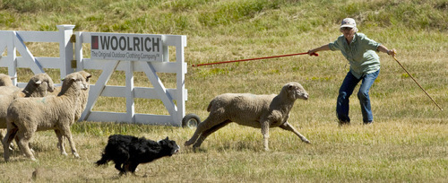 Watching the flock: Sheepdogs compete in Soldier Hollow - The Salt Lake ...