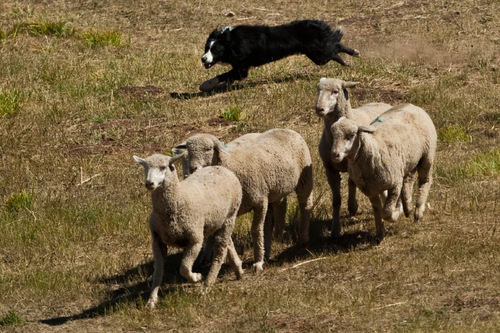Watching the flock: Sheepdogs compete in Soldier Hollow - The Salt Lake ...