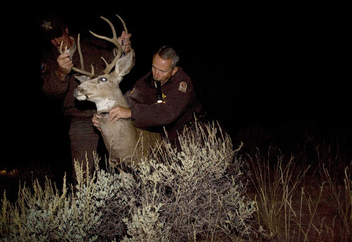 Decoys: Shedding light on poaching - The Salt Lake Tribune