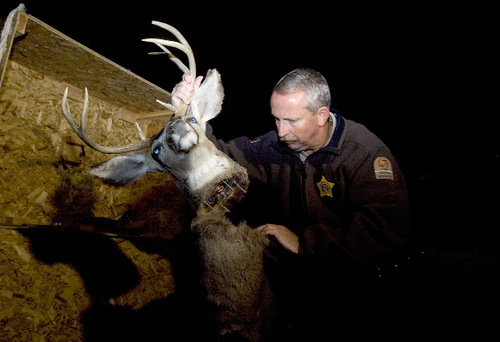 Decoys: Shedding light on poaching - The Salt Lake Tribune