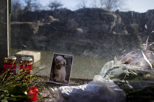Hogle officials say Knut's 'sad' death helps make case for zoos - The ...