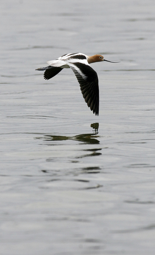 Outdoors: Bird watching at the landfill - The Salt Lake Tribune