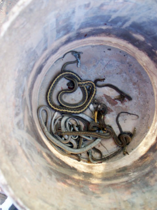 Idaho house infested with snakes, ex-residents say - The Salt Lake Tribune