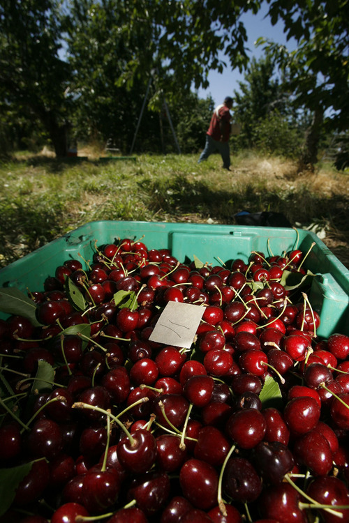 Utah's tart cherry crop is up, sweet cherry harvest is sour - The Salt ...