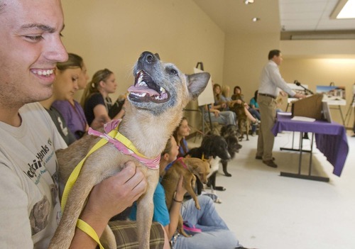 Humane Society of Utah gets $1.1 million gift - The Salt Lake Tribune