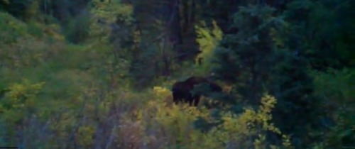 Video: Utah hiker films moose attack on himself - The Salt Lake Tribune