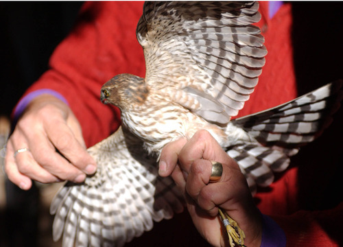 See migrating raptors with HawkWatch International - The Salt Lake Tribune