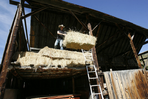 African refugees dream of joining in on goat farms in Utah - The Salt ...