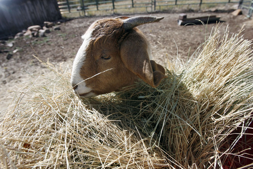 African refugees dream of joining in on goat farms in Utah - The Salt ...