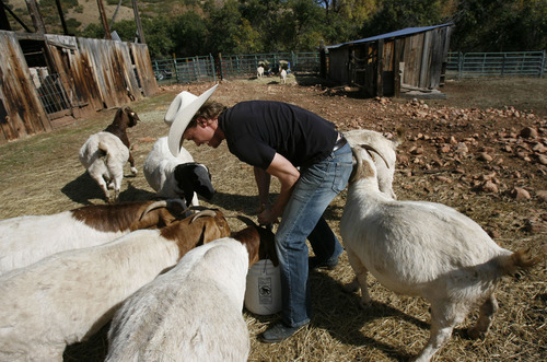 African refugees dream of joining in on goat farms in Utah - The Salt ...