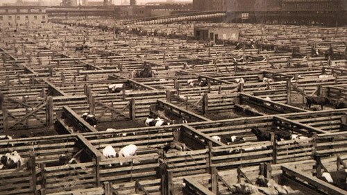 In an old Chicago meat plant, greens and fish grow - The Salt Lake Tribune