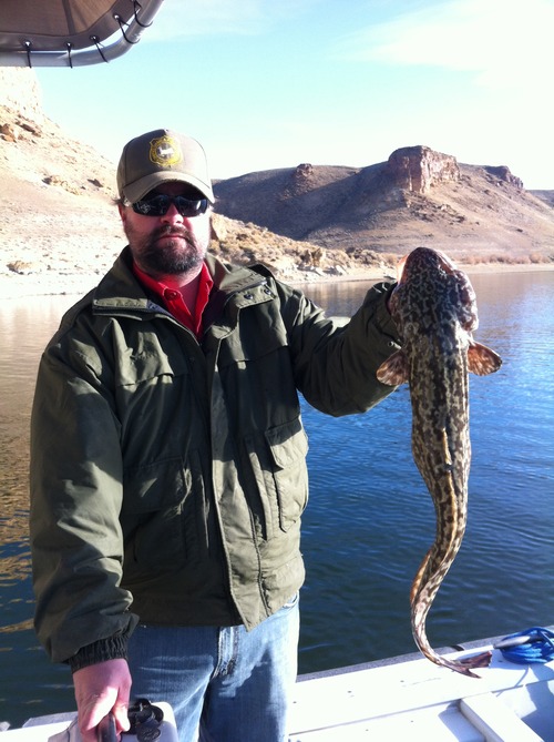 Annual burbot netting on Flaming Gorge Reservoir - The Salt Lake Tribune