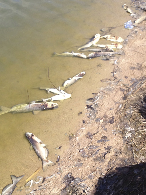 Warm weather revealing fish kills in Utah ponds - The Salt Lake Tribune