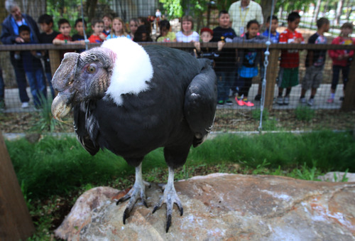 Tracy Aviary's 54-year-old condor's new digs unveiled - The Salt Lake ...