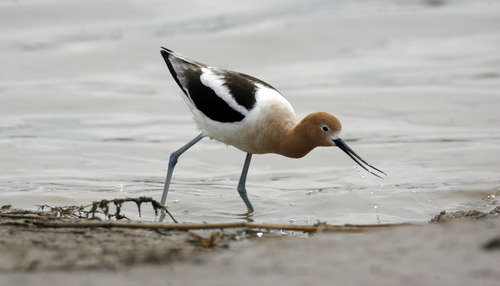 Weekend Express: Home show, African drums and birding basics - The Salt ...