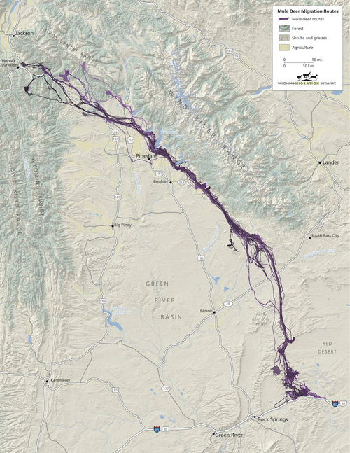 U.S.'s longest mule deer migration discovered in Wyoming - The Salt ...