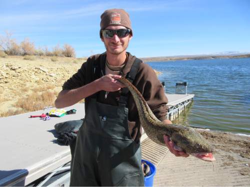 Flaming Gorge Reservoir burbot netting report - steep decline in ...