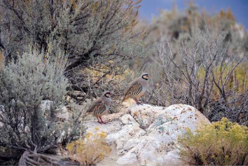 Thanks to mild winter, Utah has plenty of chukars to see — or shoot ...