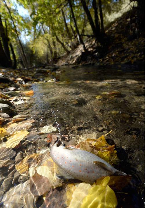 Water line rupture killed City Creek trout - The Salt Lake Tribune