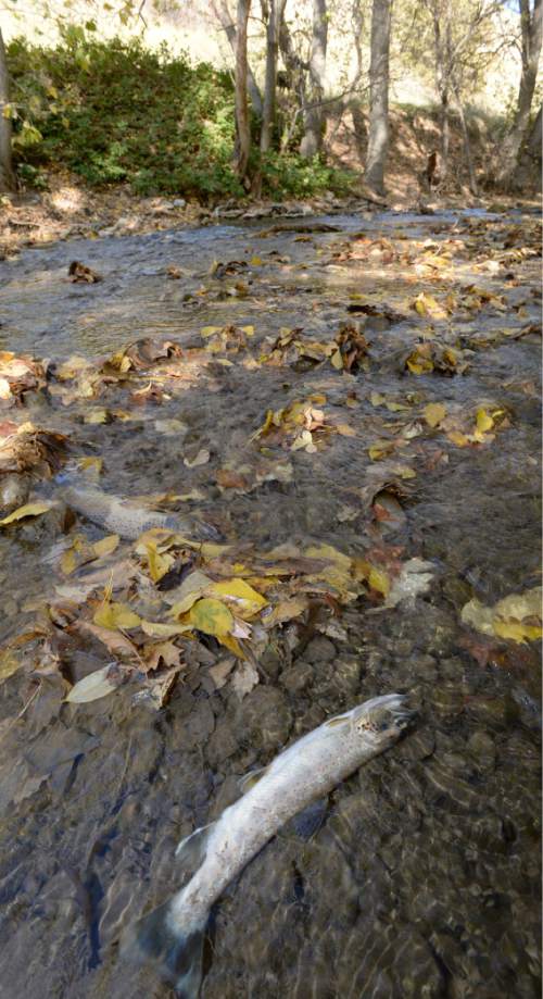 Water line rupture killed City Creek trout - The Salt Lake Tribune