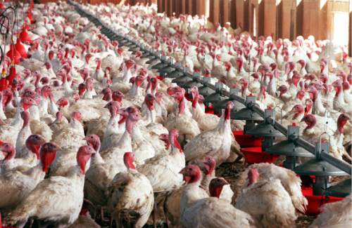 No more leftovers: Utah researchers looking to turn turkey guts into ...