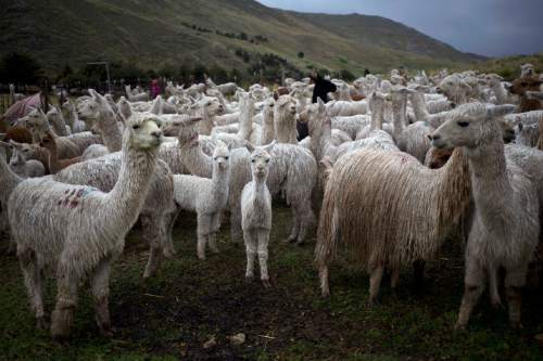 Alpaca fiber from Peru is destined for luxury stores - The Salt Lake ...