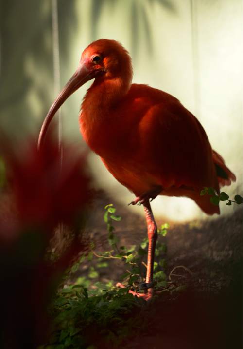 Leah Hogsten | The Salt Lake TribuneAn Orange Scarlet Ibis preens its ...