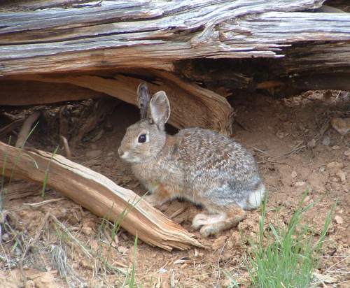 Some Utah upland game hunting seasons open Thursday - The Salt Lake Tribune
