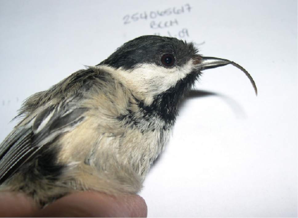 Researchers link virus to Alaska birds with deformed beaks - The Salt ...