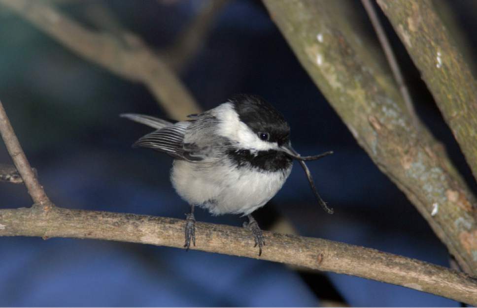 Researchers link virus to Alaska birds with deformed beaks - The Salt ...
