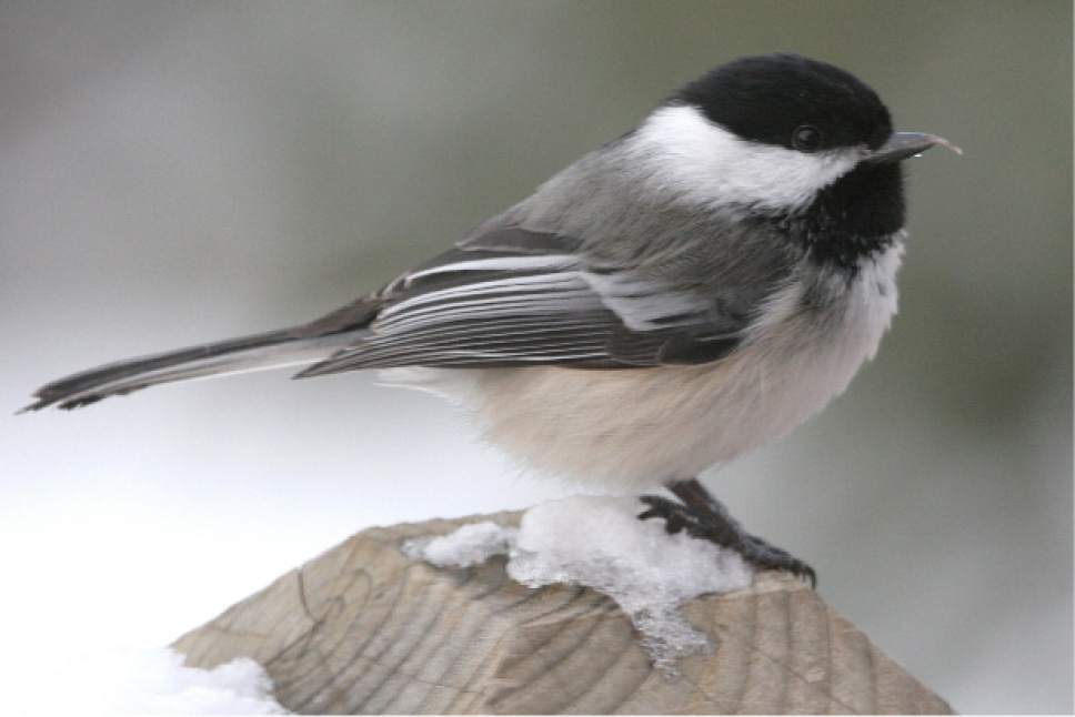 Researchers link virus to Alaska birds with deformed beaks - The Salt ...