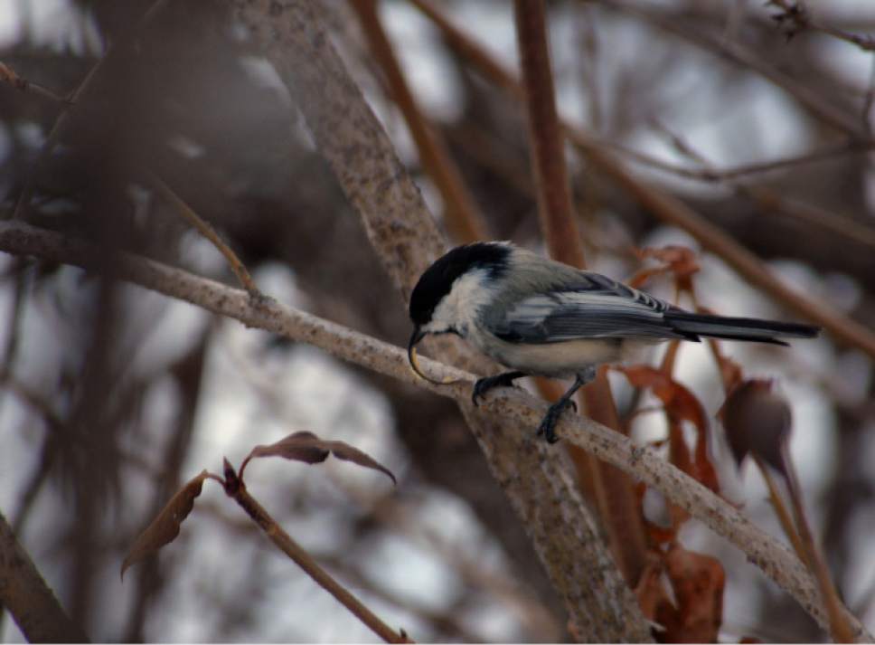 Researchers link virus to Alaska birds with deformed beaks - The Salt ...