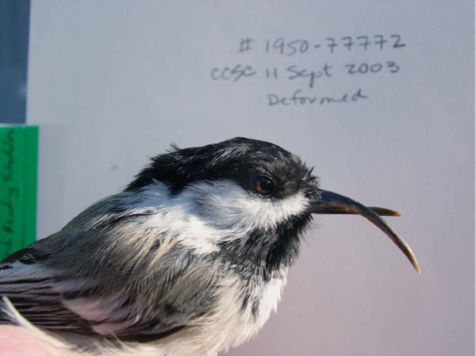 Researchers link virus to Alaska birds with deformed beaks - The Salt ...