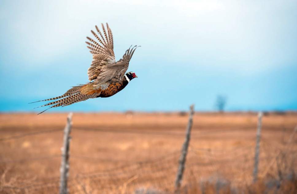 DWR planting 10,000 pheasants for upcoming hunt - The Salt Lake Tribune