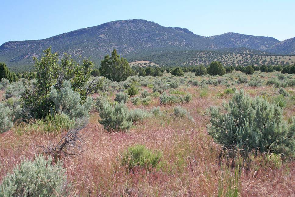 Scientists try bacteria to halt invading cheatgrass in West - The Salt ...