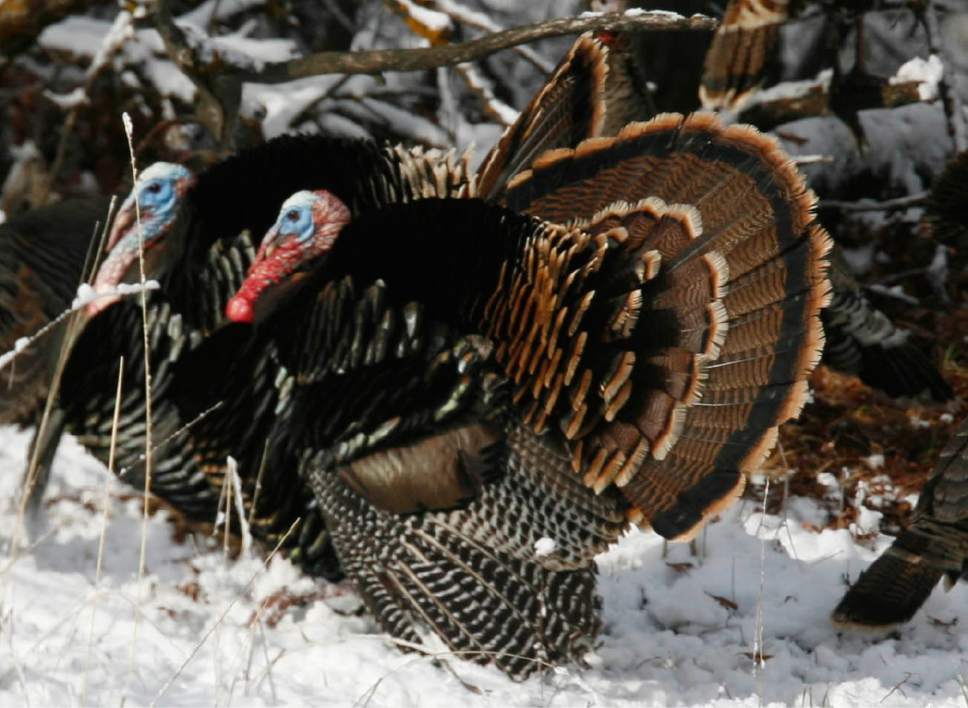 View wild turkeys in Utah over Thanksgiving holiday - The Salt Lake Tribune
