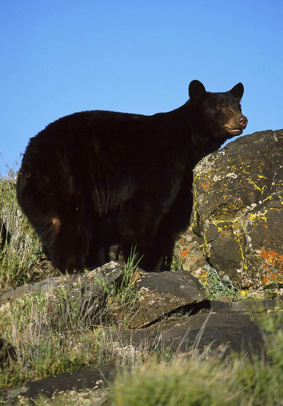 Utah Division of Wildlife Resources recommends increasing permits to ...