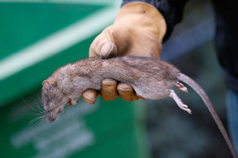 Rats! Paris fights back against rodent infestation - The Salt Lake Tribune