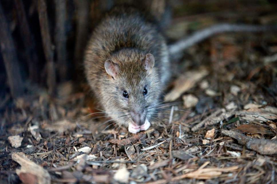 Rats! Paris fights back against rodent infestation - The Salt Lake Tribune