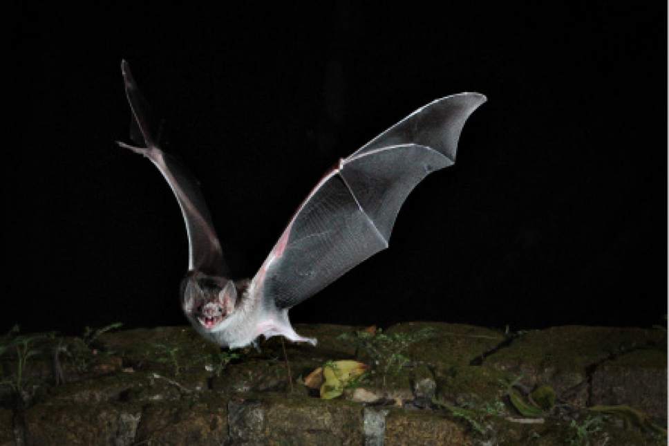 Whoosh! Swish! Meet Bat Bot, the new flying batlike drone - The Salt ...