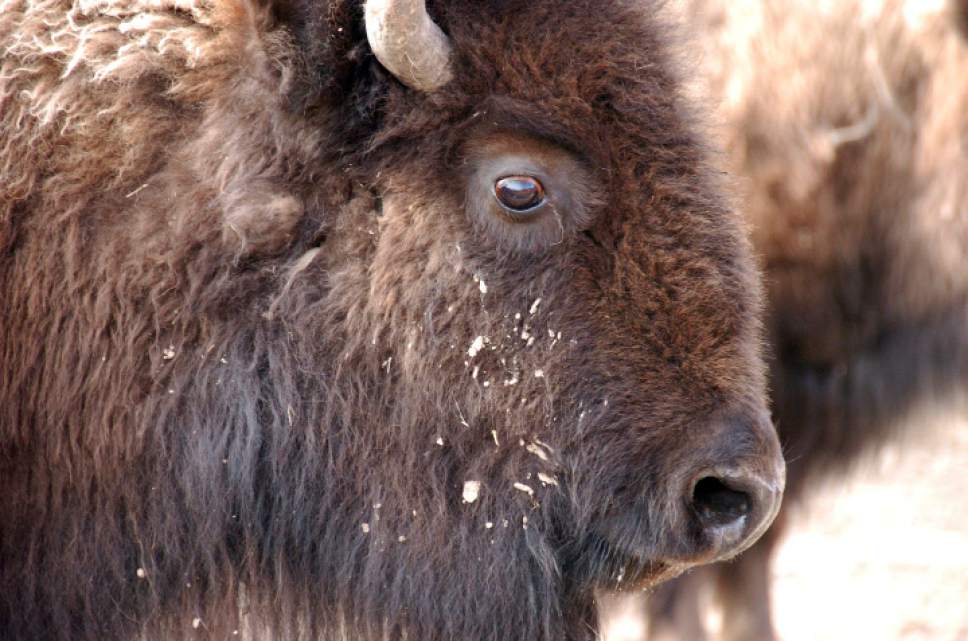 Deal allows Yellowstone bison slaughter - The Salt Lake Tribune