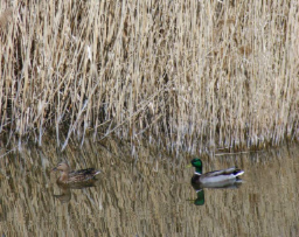 Ducks Unlimited launches new season of online film series - The Salt ...