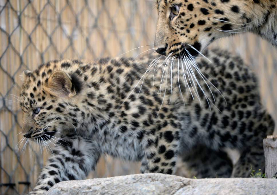 See spots run — Hogle Zoo's leopard cubs make bounding, leaping ...
