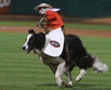 Salt Lake gets a visit from Whiplash the Cowboy Monkey - The Salt Lake ...