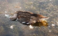 Dead ducks and geese seen in Sugarhouse Park pond - The Salt Lake Tribune