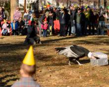 Tracy Aviary's Andy the condor celebrates his 56th birthday - The Salt ...