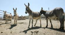 BLM investigates burro deaths after spring roundup in southern Utah ...