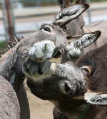 BLM investigates burro deaths after spring roundup in southern Utah ...